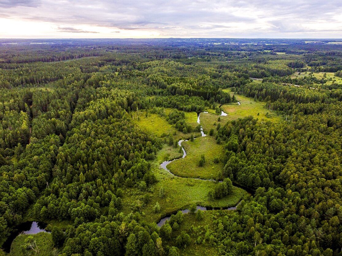 „Labanoro vilkas“: kas yra radikalai – aš, kuris bandau gamtos likučius ...