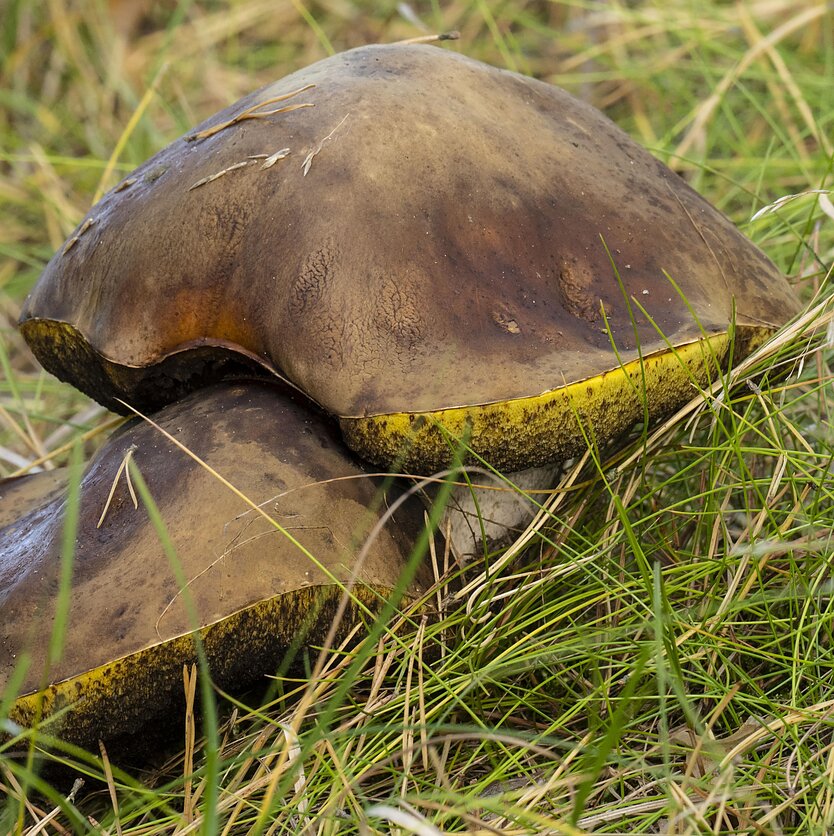 Gamta – visų namai. Grybai dzūkams - daugiau, nei valgis ar atsargos ...