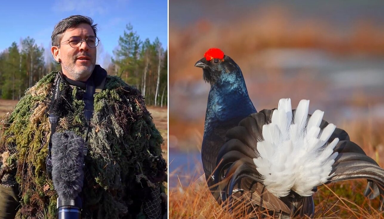 Gamtininko užrašai. Tetervinų tuoktuves stebėjęs Čepulis: nerealus ...