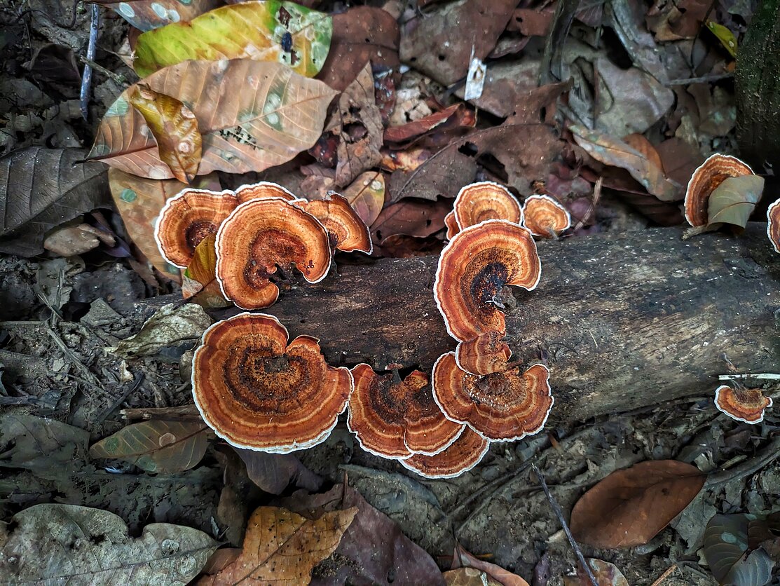 Gamtininkas apie kempininius grybus: ir parazitai, ir naudingi miško ...