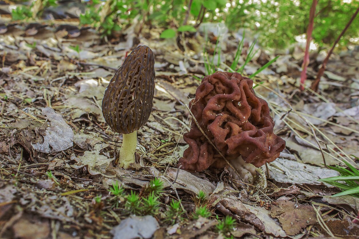 Miškuose – grybų loterija: perspėja nesupainioti valgomų briedžiukų su ...