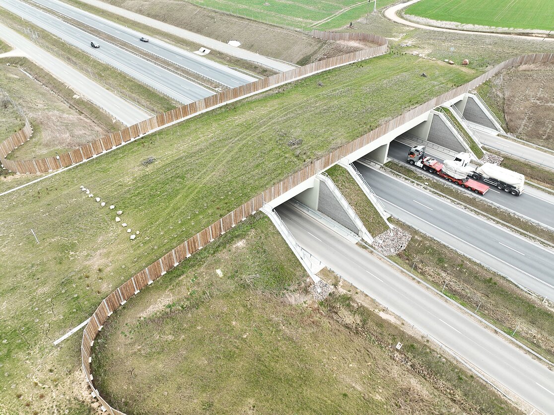 Lietuvoje daugėja žaliųjų tiltų: pasinaudoja ir stirnos, ir katiniukai ...