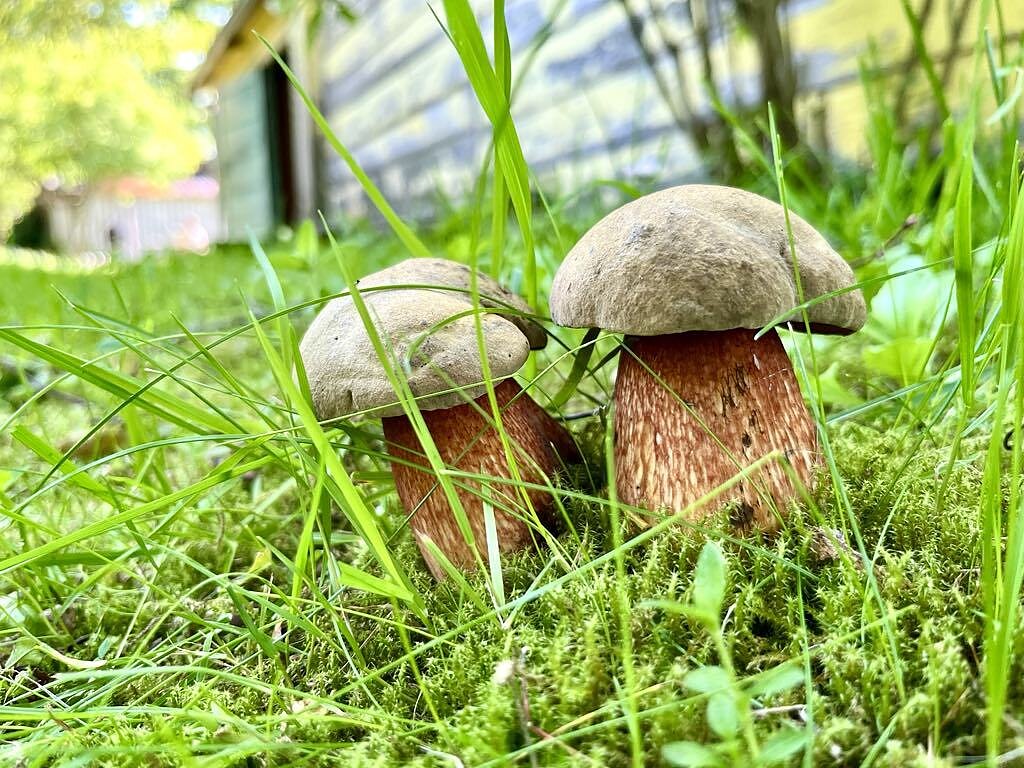 Neįprastai anksti pradėjo dygti baravykai ir voveraitės: ne viską lemia ...