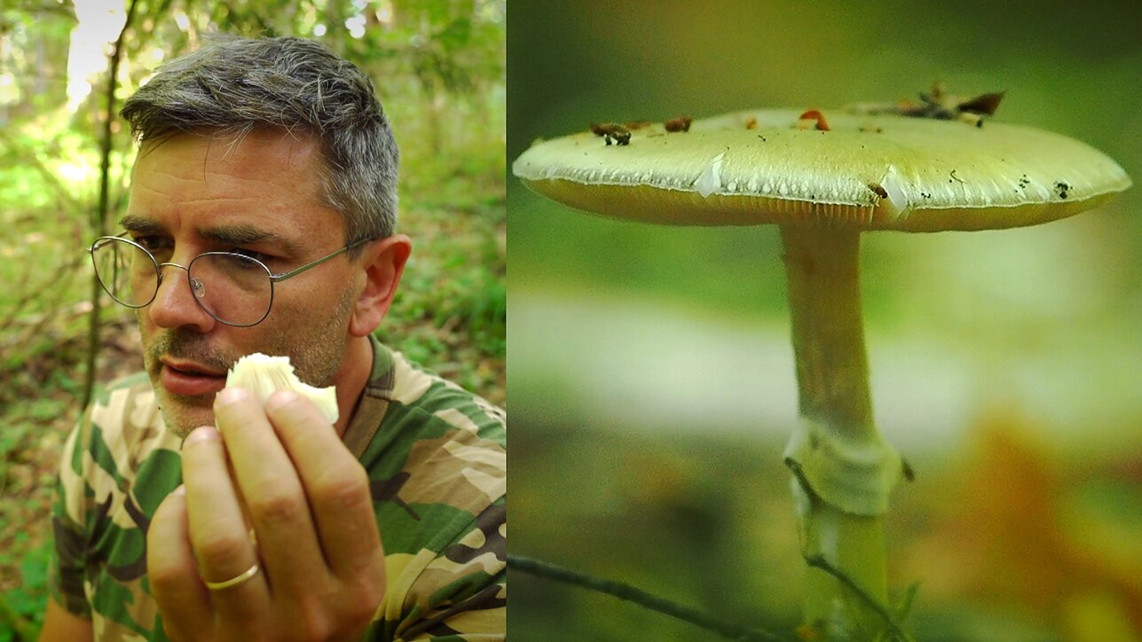 Klastingiausius grybus miške radęs Čepulis: pusės šio grybo užtektų ...